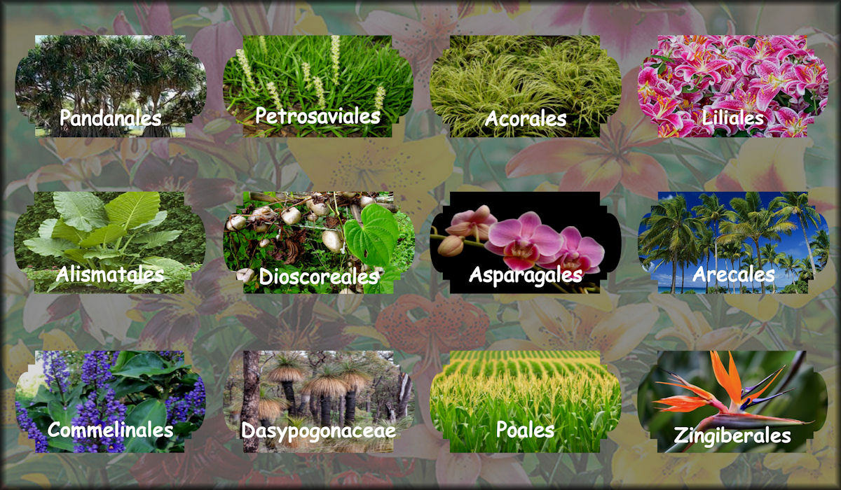 Visual family tree of flowering plant life