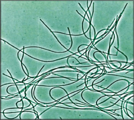 Images and collectibles of living & extinct animals